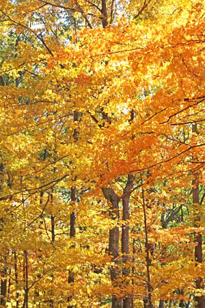 Fall Colors ? Check out Story, Indiana : Authentic Luxury Travel