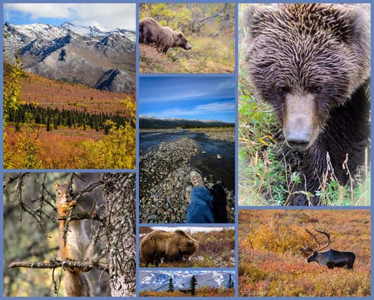 Denali National Park – Musings on the “Great One” : Authentic Luxury Travel